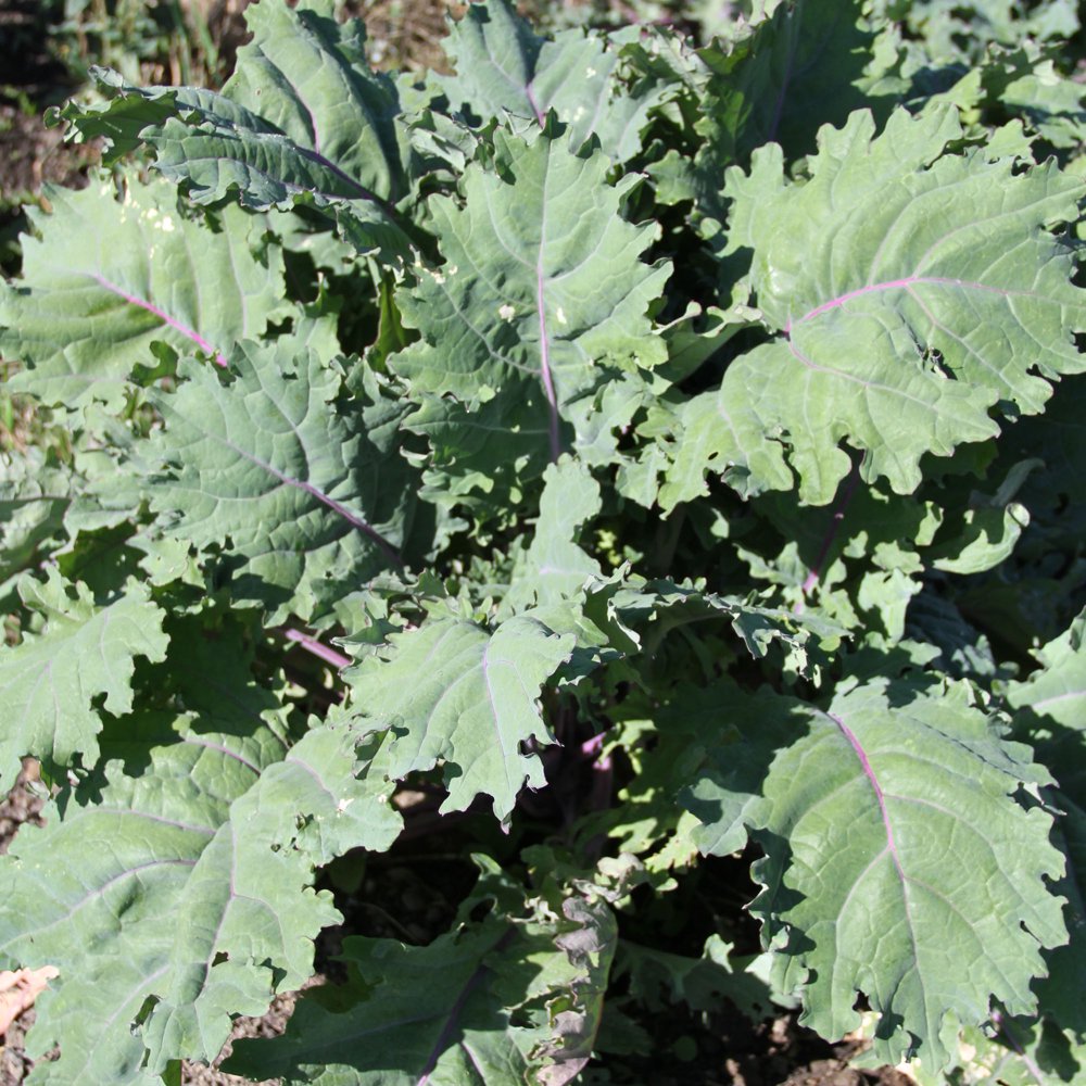 Red Russian Kale Seed - 1 g ~250 Seeds - Heirloom, Open Pollinated, Non ...