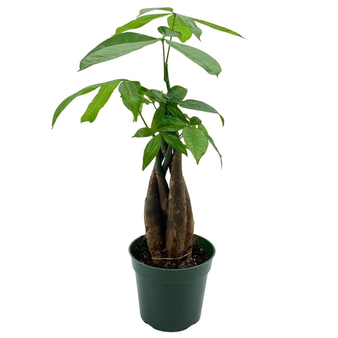 Money Tree, Pachira aquatica, water chestnut, very large bonsai plant ...