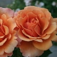 Heirloom Roses - Easy Does It™ Floribunda Rose Plant - Walmart.com