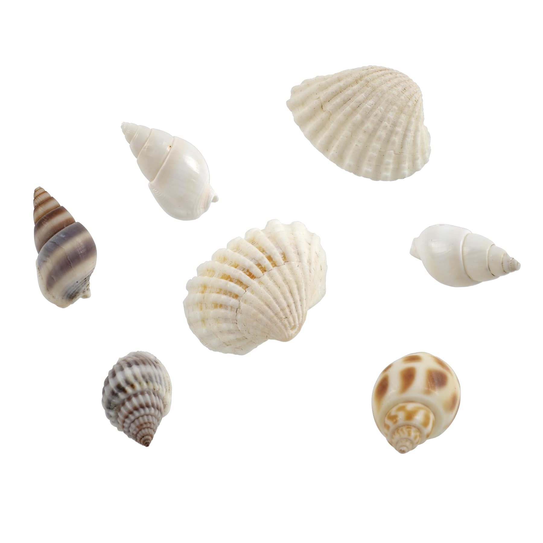 6 Pack: Shell Beads by Bead Landing™ - Walmart.com