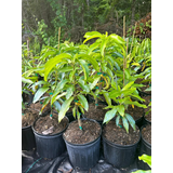 Edgar Mango TREE GRAFTED (2-4 Feet Tall). Ship to all states - Walmart.com