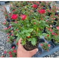 Petite Knock Out® Rose - Live Plant (1 QT) | Miniature Rose | Deep Red ...