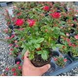 Petite Knock Out® Rose - Live Plant (1 QT) | Miniature Rose | Deep Red ...