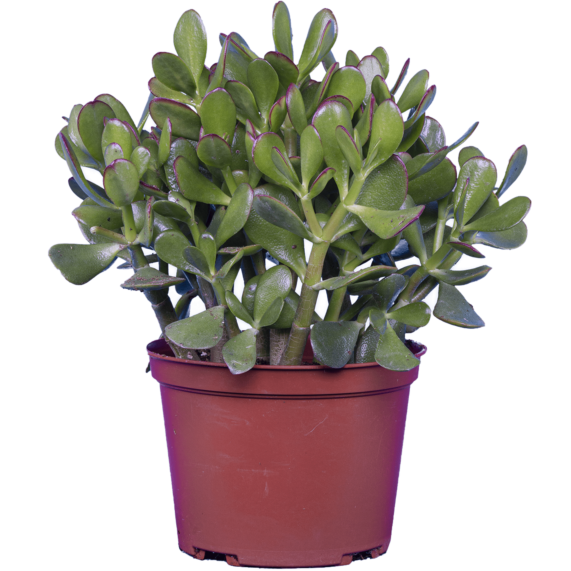 Click here for Plantsome Assorted Crassula Jade Plant (M) Live Pl... prices