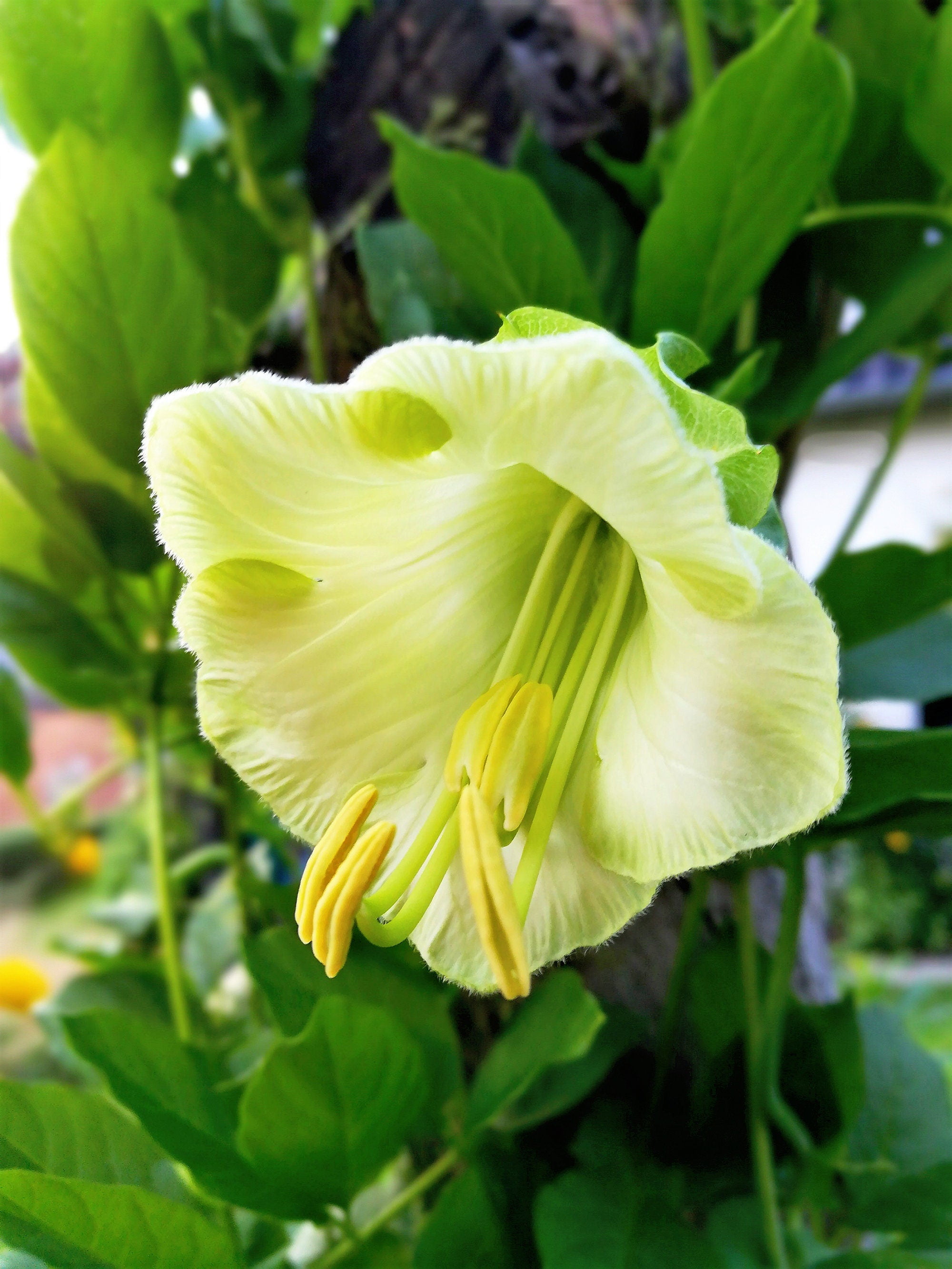 5 WHITE CATHEDRAL BELLS Vine Cup & Saucer Cobaea Scandens Alba Climber ...