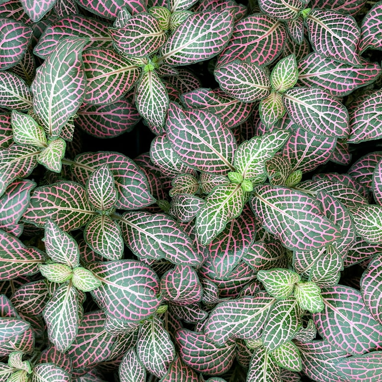 Pink Nerve Plant