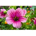 10 VULCAN MALOPE Trifida / Mallowwort / Mallow Flower Seeds - Walmart.com