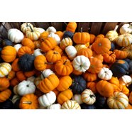 20 TRUE MYRTLE Myrtus Communis aka Common & Sweet Myrtle Fragrant White ...