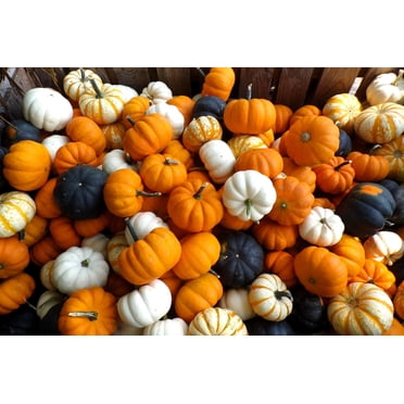 100 LADY COWPEA Cow Pea Southern Pea Vigna Unguiculata Legume White ...