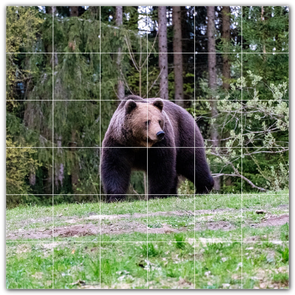 Picture-Tiles.com: Bear Ceramic Tile Wall Mural WAL500123-66XL. 72"W x ...
