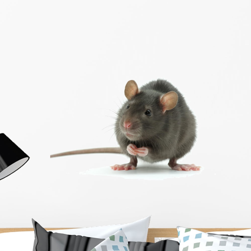 Rat Wall Mural by Wallmonkeys Peel and Stick Graphic (24 in W x 15 in H ...