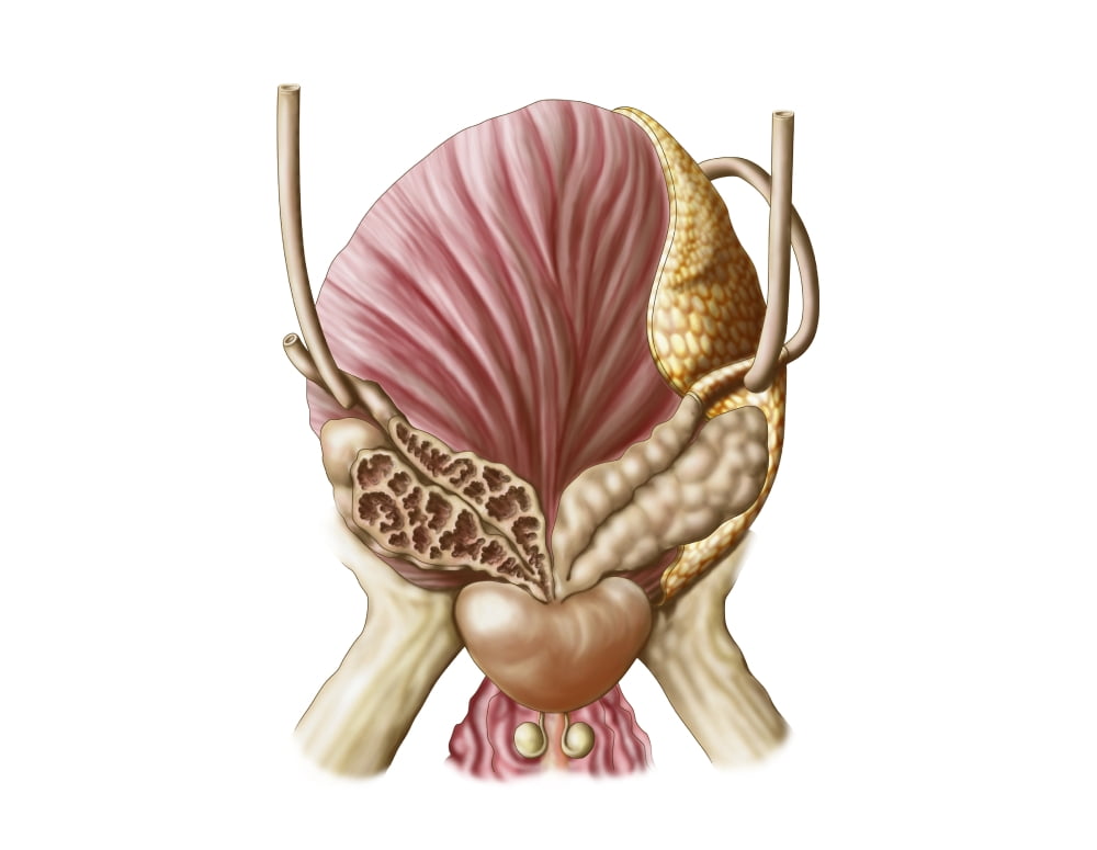 Posterior view of urinary bladder showing seminal vesicles Poster Print ...