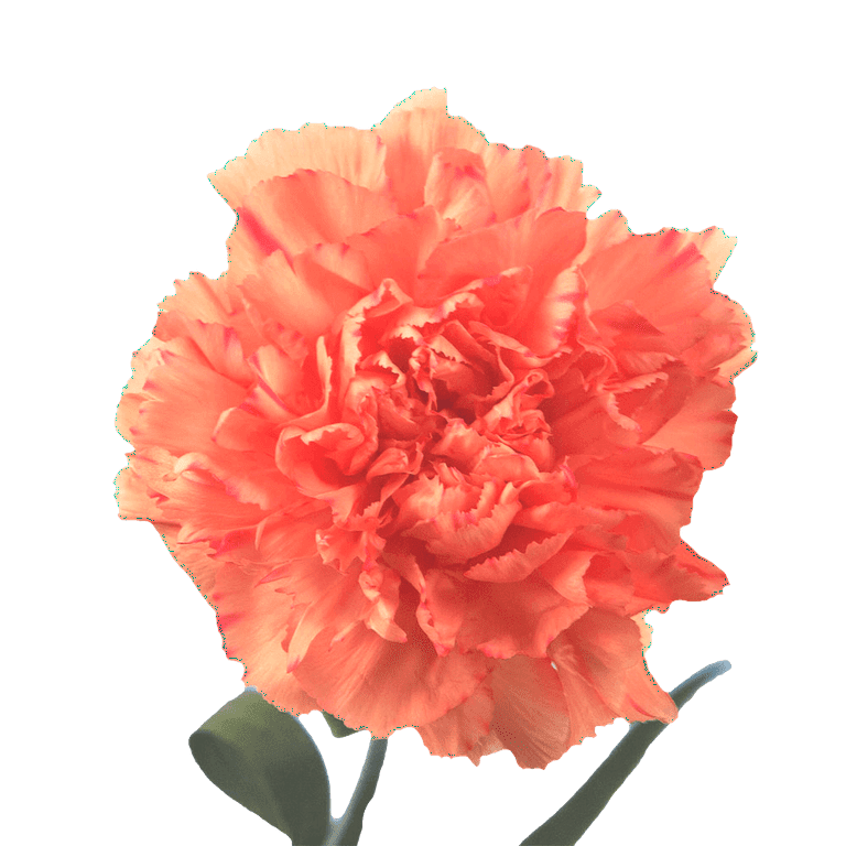 Orange Carnation Flower
