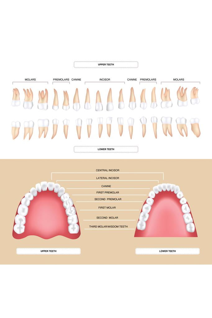 Educational Dental Anatomy Poster - Permanent Tooth Australia | Ubuy