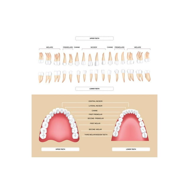 Laminated Human Dental Anatomy Permanent Tooth Diagram Educational ...
