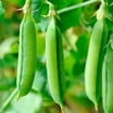 Organic Northstine Dent Corn 1 Oz ~85 Seeds – Non-GMO, Open-Pollinated ...