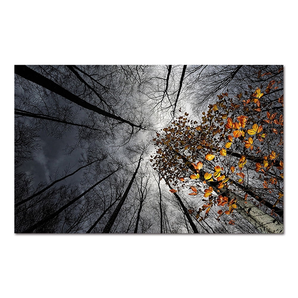 Large Framed Sky In The Fall Wall Art Sky Through the Tree Wall Decor ...