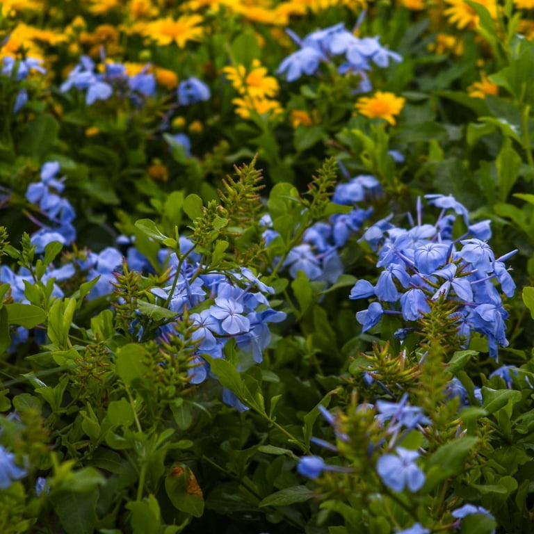 Blue Flowering Plants In Florida Native Florida Wildflowers: Sky Blue