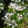 Cilantro Seeds - Coriandrum Sativum Santo Herb Seed - 1 LB - Walmart.com