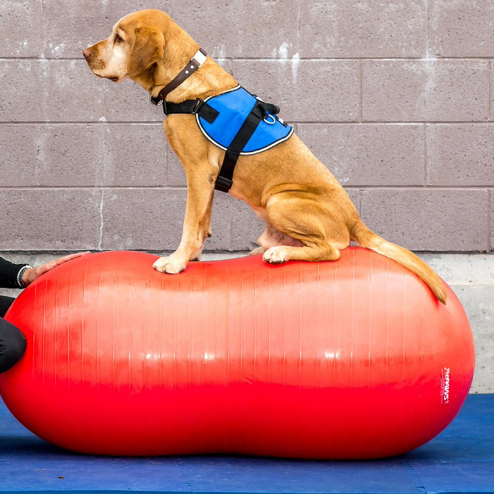 FitPAWS Canine Agility Peanut Ball - Walmart.com