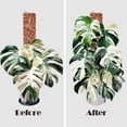 4 count 17 Inch Moss Pole for Monstera,Designed Specifically for ...