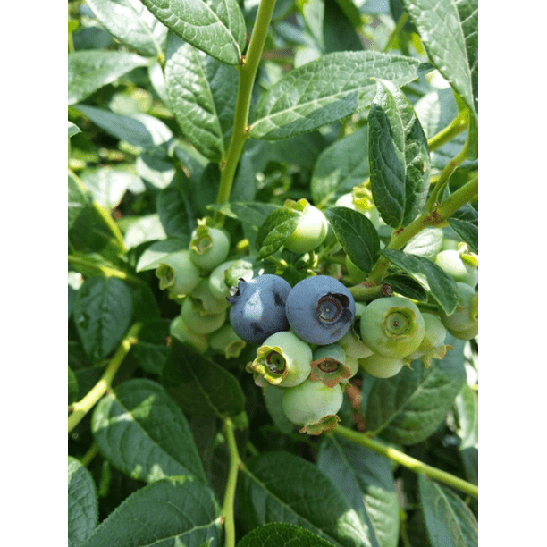 2 Reka Blueberry Plants in a 3.5"---Organically Grown---Ready For ...