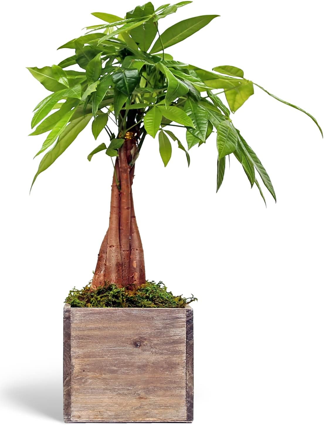 Live Money Tree, Good Luck Tree, Pachira Aquatica, Housewarming Gift ...