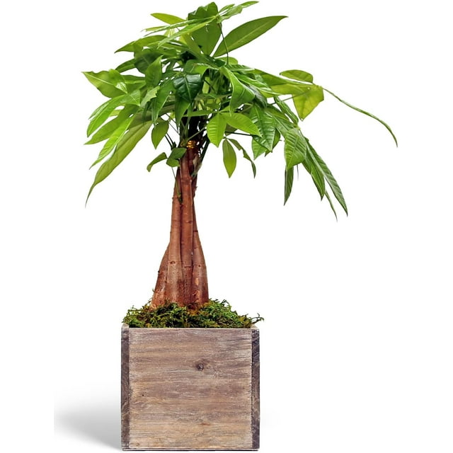Live Money Tree, Good Luck Tree, Pachira Aquatica, Housewarming Gift ...