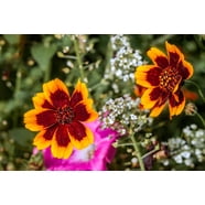 500 DOUBLE DEUCES GODETIA Grandiflora Clarkia Amoena Mixed Colors ...