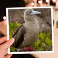 3drose, Red-footed Booby Bird, Galapagos Islands, Ecuador - Sa07 ...