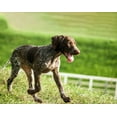 Valu-Pak, Dog Food, 30-20 50LB, for Adult Athletes and Puppies ...