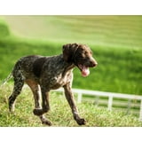 Valu-Pak, Dog Food, 30-20 50LB, for Adult Athletes and Puppies ...