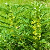 Astragalus Seeds - Milk Vetch Herb Seed - 200 Seeds - Walmart.com