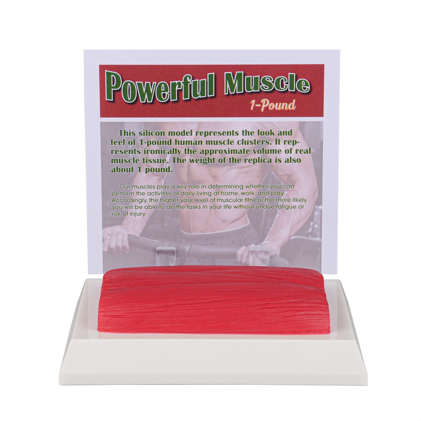 Human Body Muscle Replica 1 Lb, Keep Fit &Fittness Motivation ...