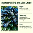 Classic Hostas — Timeless Favorites — Shade-Loving Perennials ...