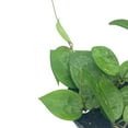 Hoya Black Margin, Parasitica, in 4 inch Pot, Rare Limited Collectors ...