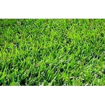 Bermuda Grass Seed Common Raw Hulled - 20 Lbs. - Walmart.com