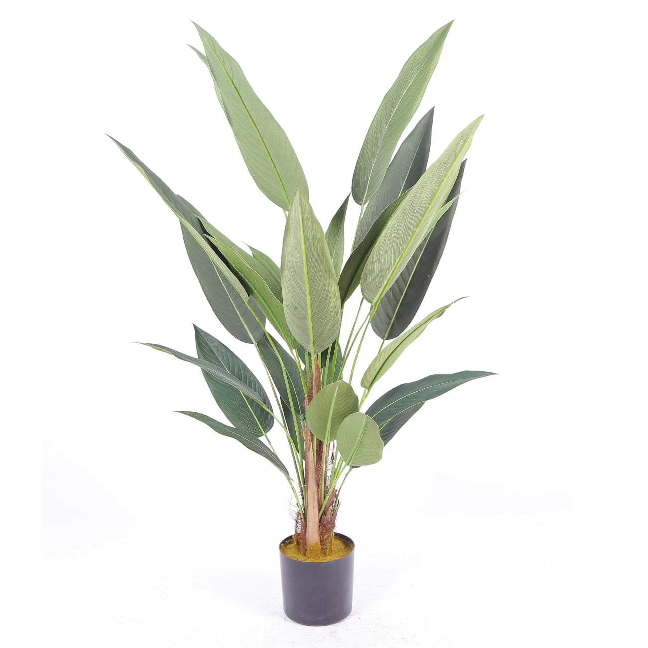 Planta Decorativa Canna Verde con Maceta Negra ALTEREGO DESIGN ...