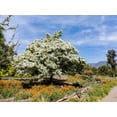 3 FRINGE TREE Chionanthus Virginicus Old Man's Beard White Flower Seeds ...