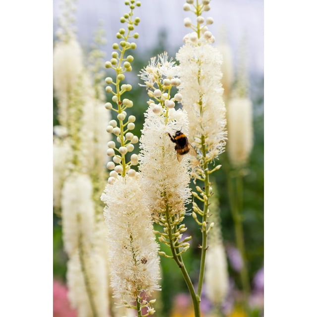 50 BLACK COHOSH Bugbane Actaea Racemosa Cimicifuga Bugbane Snakeroot ...