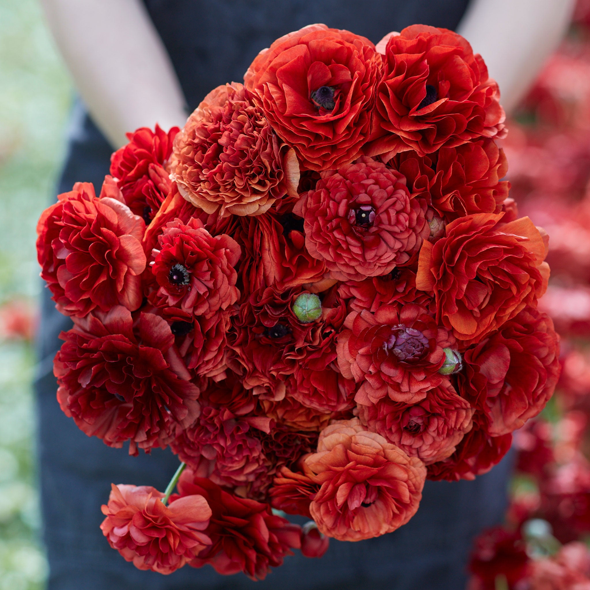 Red Ranunculus Flowers