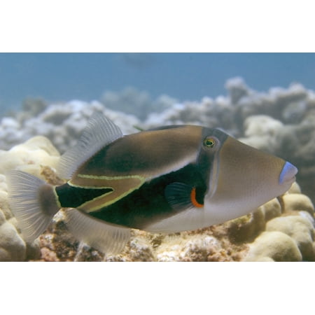 Hawaii, Picasso Triggerfish (Rhinecanthus Rectangulus) Swimming Over ...