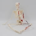 Giaone 17 Inch Mini Human Skeleton Anatomy Model Science Classroom Body ...