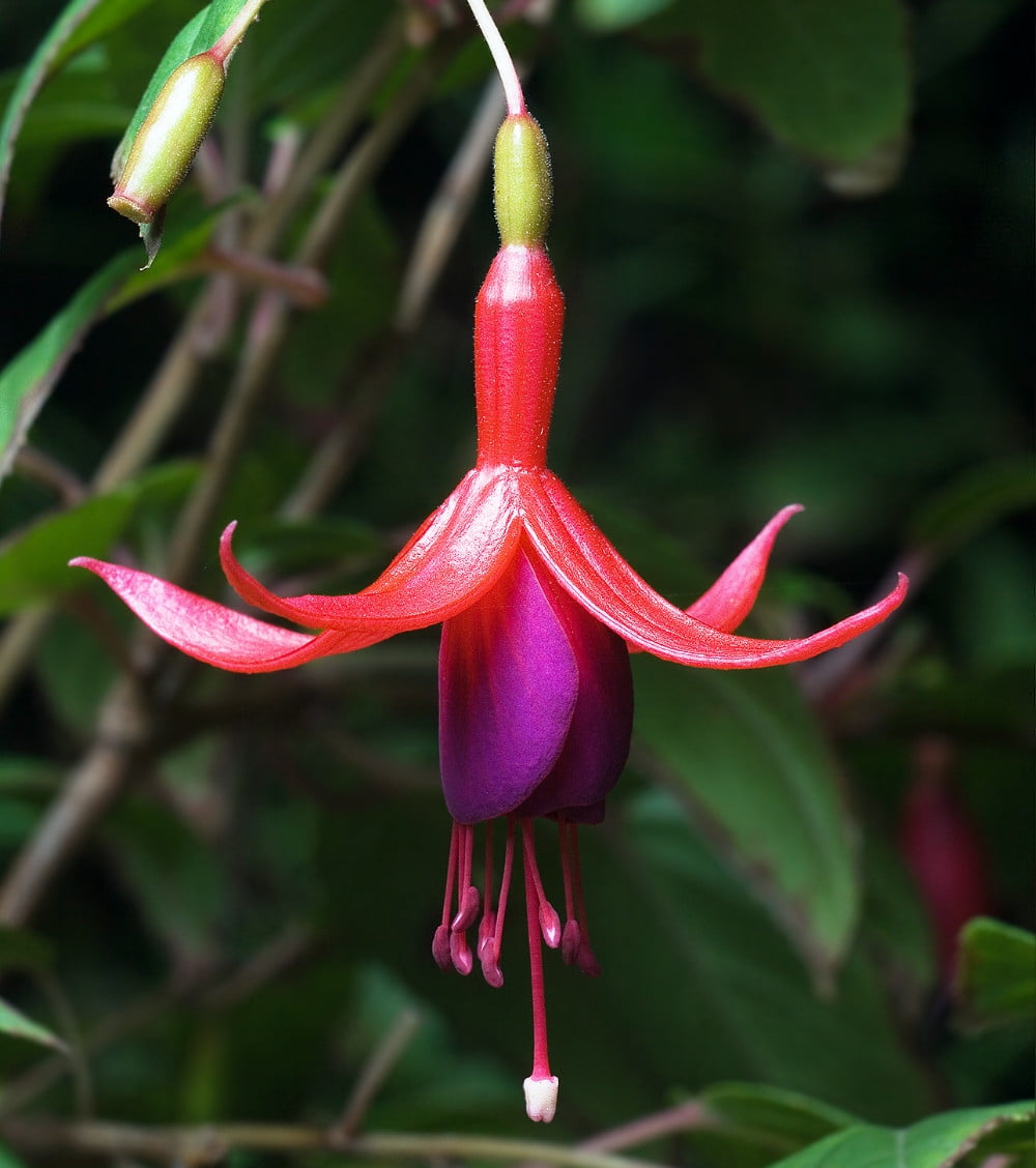 David Fuchsia - Indoors/Out/Fairy Garden - Shade - 2.5" Pot - Walmart.com