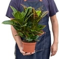 Croton Petra 'Joseph's Coat' - 6 Croton Petra 'Joseph's Coat' - 6