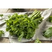 Vegetable Seeds-Little Fingers Carrot- 100 Seeds- Extra Sweet - Baby ...