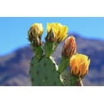 Green Prickly Pear Cactus Seeds - 50+ Seeds - Ships from Iowa, USA ...