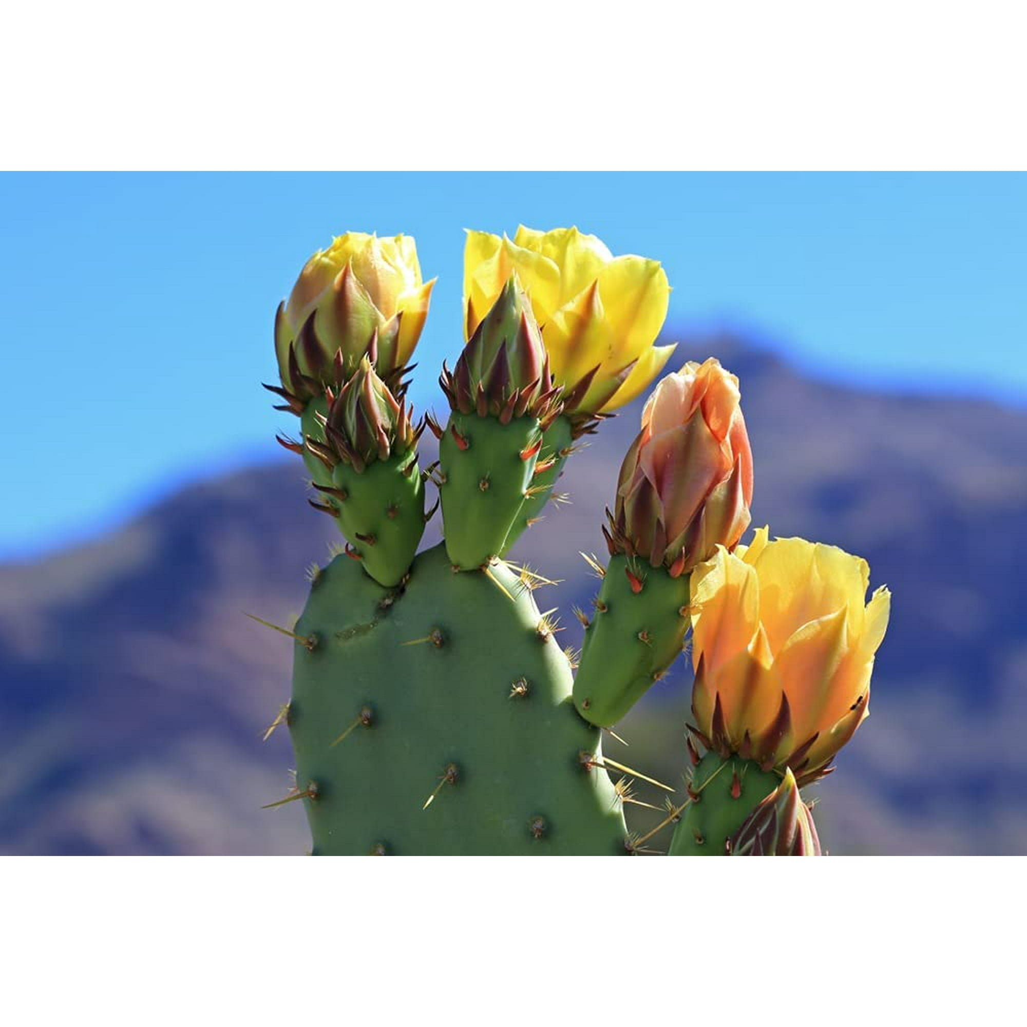 Green Prickly Pear