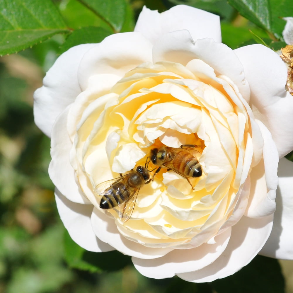Heirloom Roses Rose Bush - Cloud 10™ White Climbing Rose , Live Rose ...