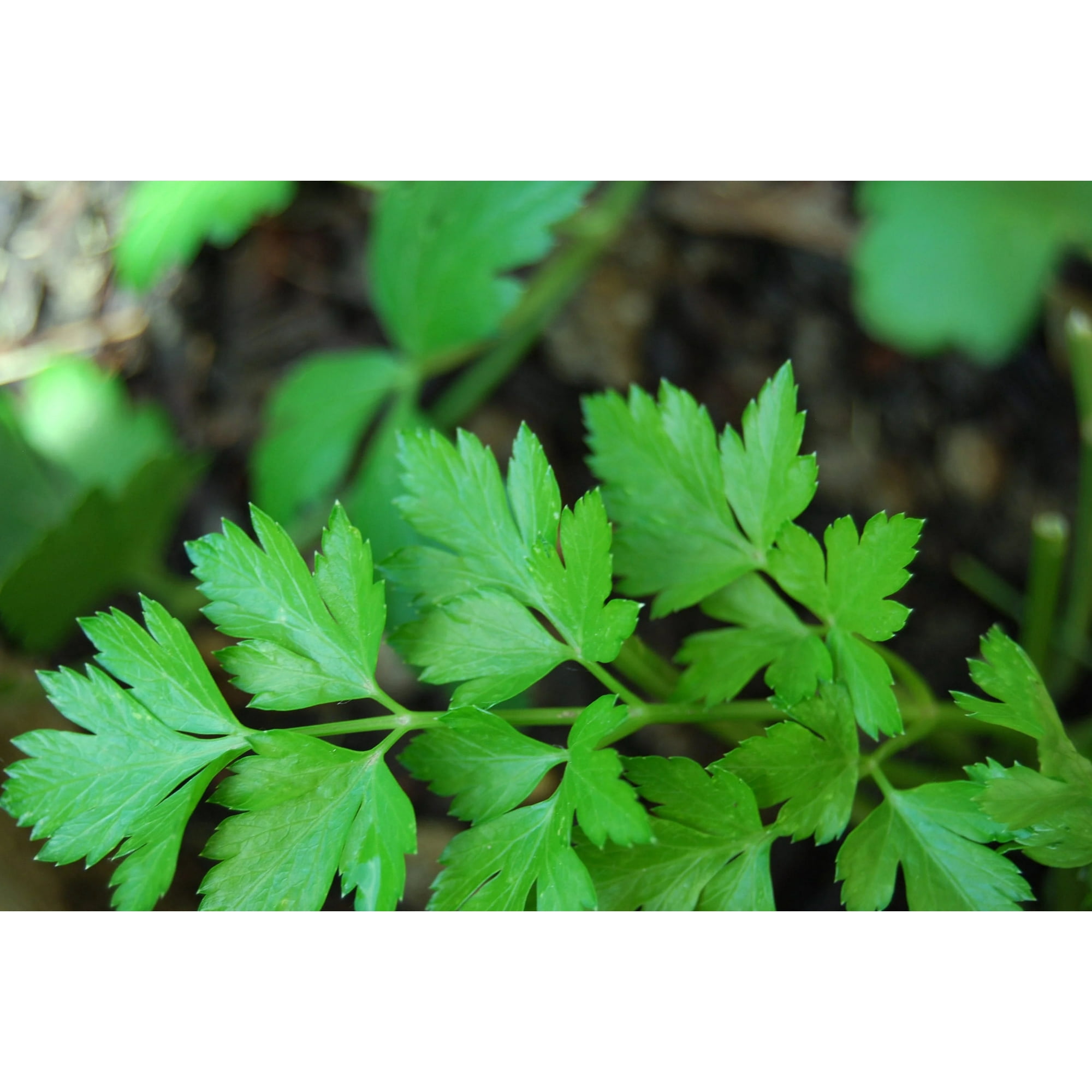 Click here for Seedville Usa 1500 Flat Leaf Parsley Seeds Petrose... prices